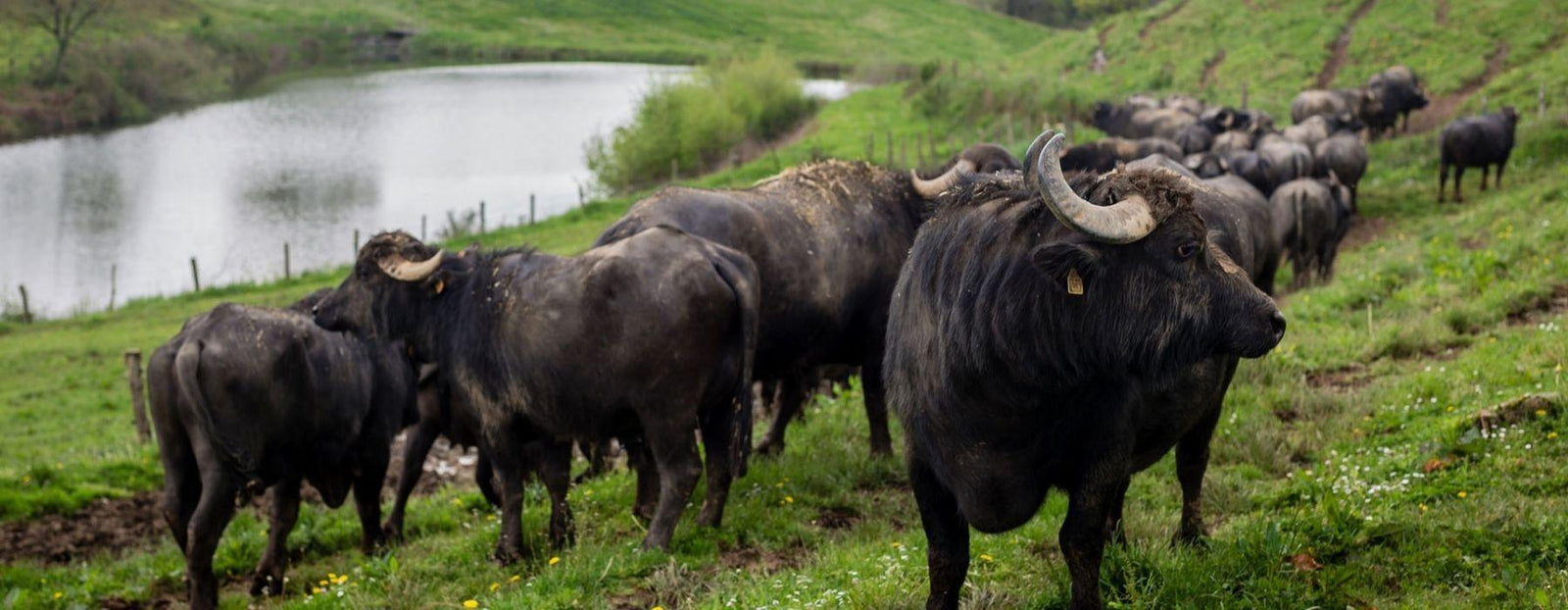 Fromages au lait de Bufflonne - Fromagerie du Château
